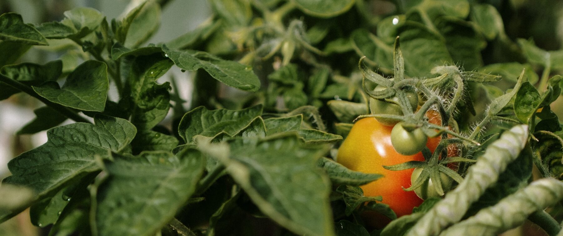 Diamond Head Community Garden - Honolulu, Hawaii